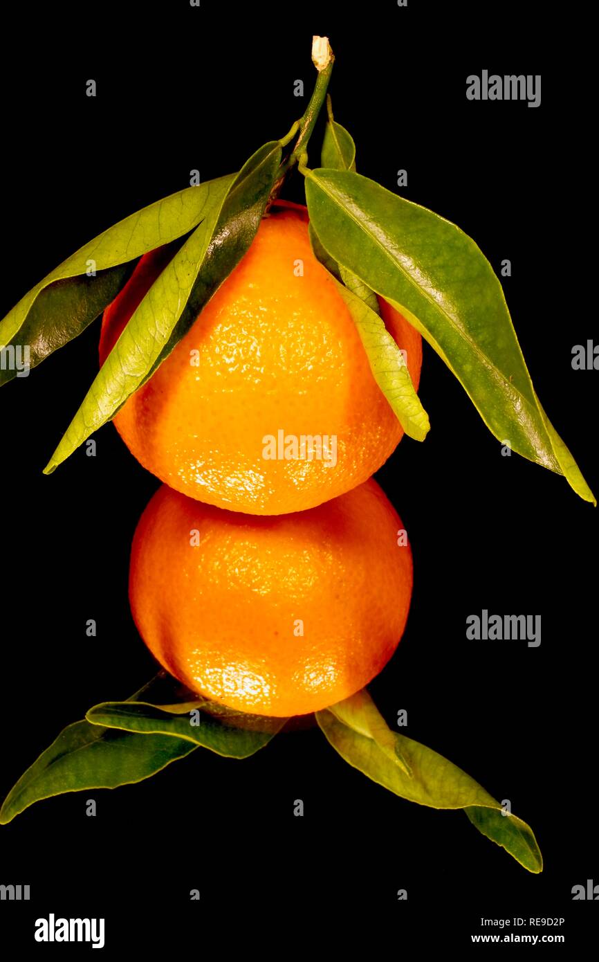 Single Clementine with Leaves (Citrus × clementina). Close Up against a ...