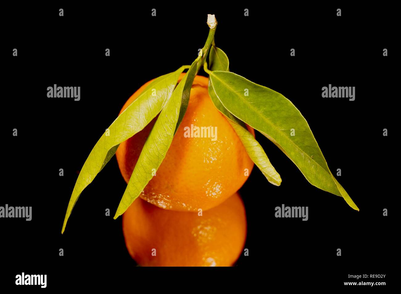 Single Clementine with Leaves (Citrus × clementina). Close Up against a ...