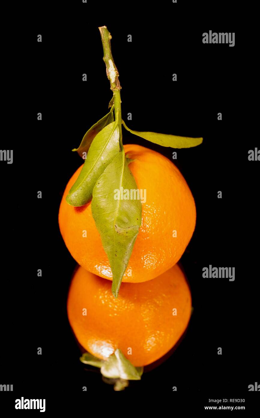 Single Clementine with Leaves (Citrus × clementina). Close Up against a ...