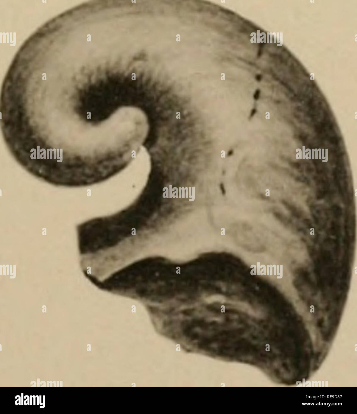 . Contributions to paleontology. Paleontology -- Paleozoic ...
