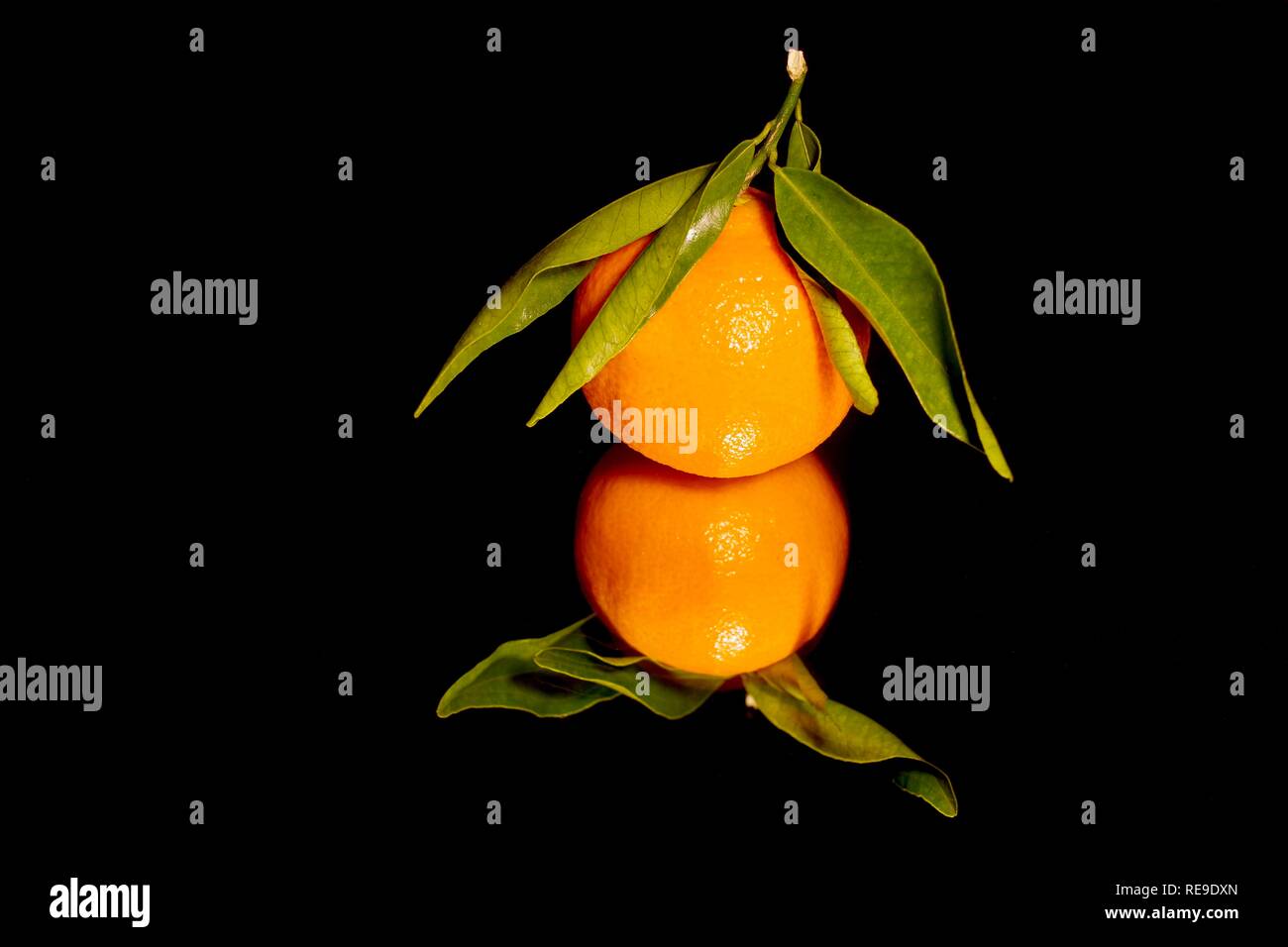 Single Clementine with Leaves (Citrus × clementina). Close Up against a ...