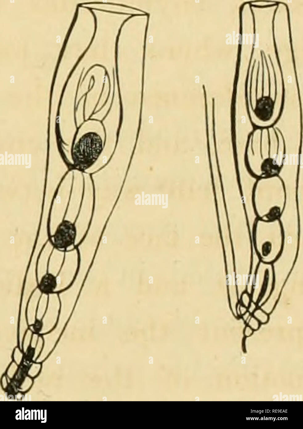 Half spherical body hi-res stock photography and images - Alamy