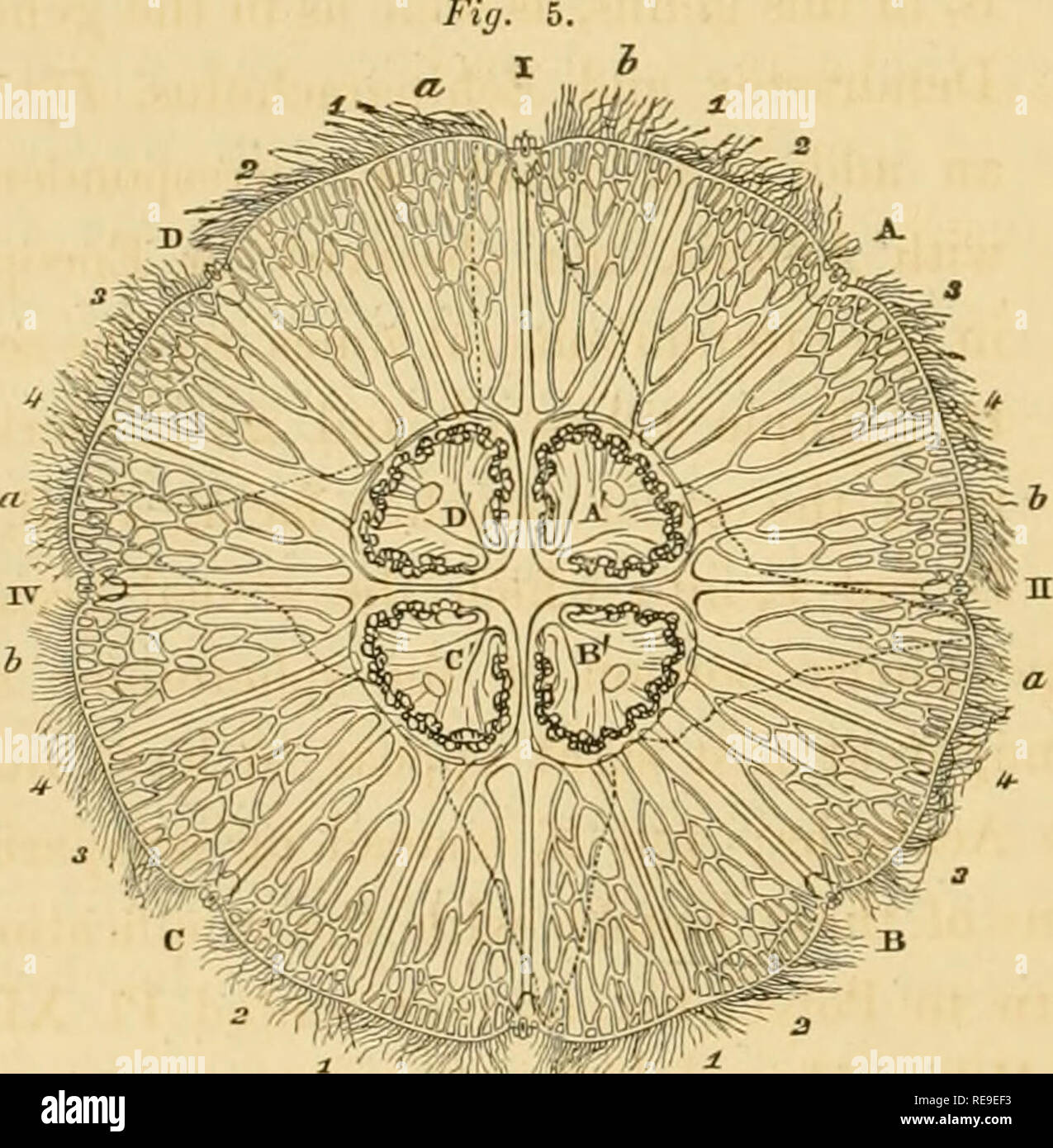 . Contributions to the natural history of the United States of America ...