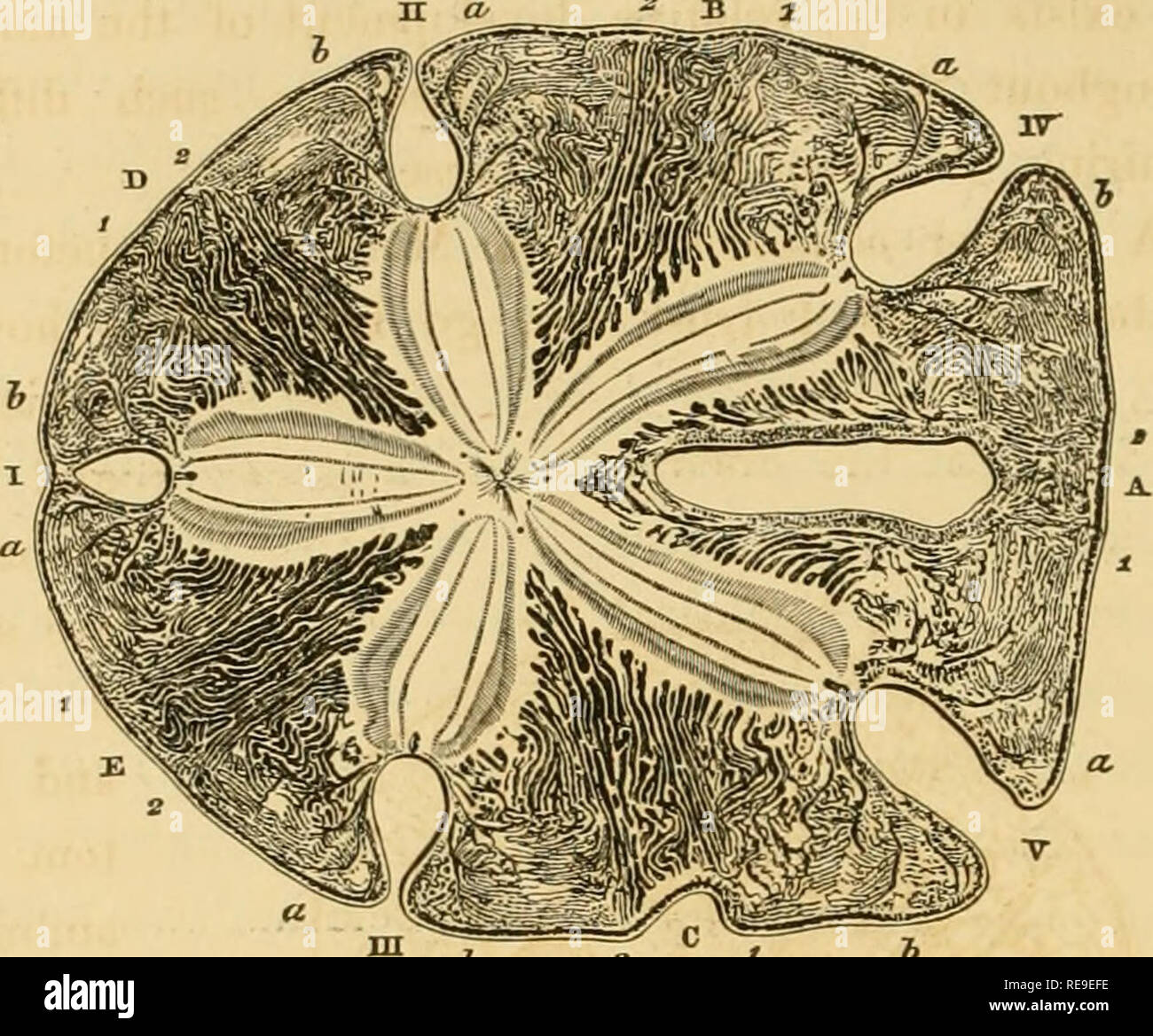 Encope hi-res stock photography and images - Alamy