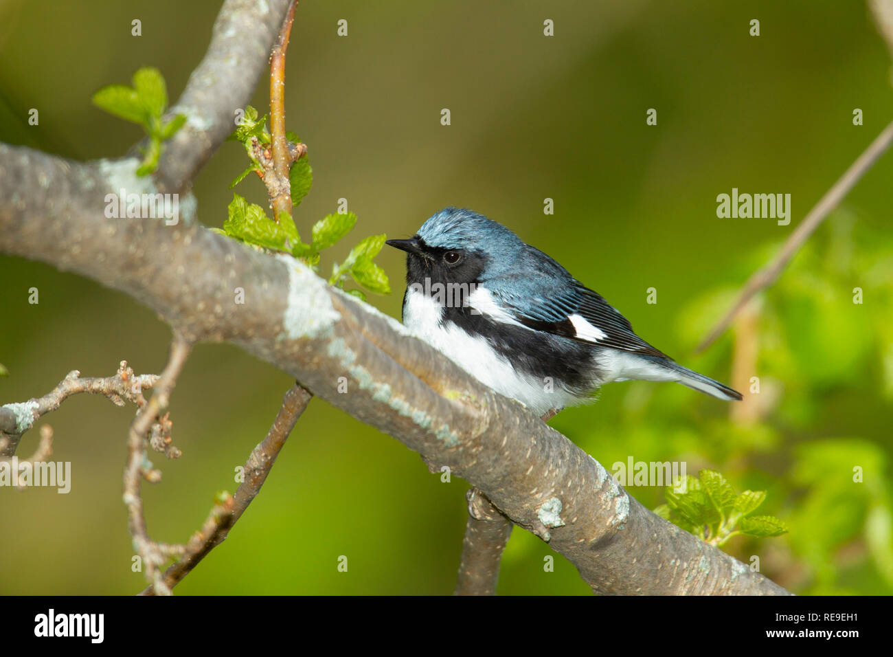 Black-throated Blue Warbler (Dendroica caerulescens), male, breeding ...