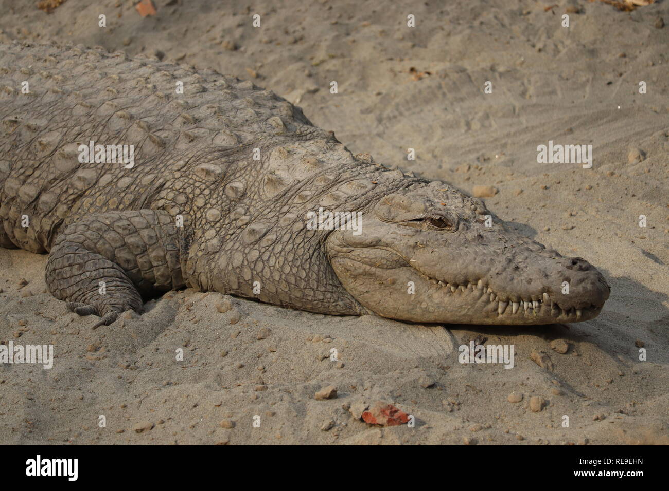 Crocodile jaw structure hi-res stock photography and images - Alamy