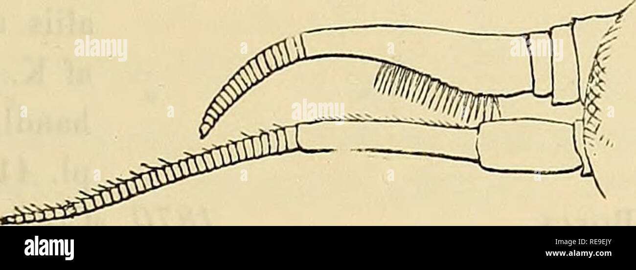 Hyperiidea hi-res stock photography and images - Alamy