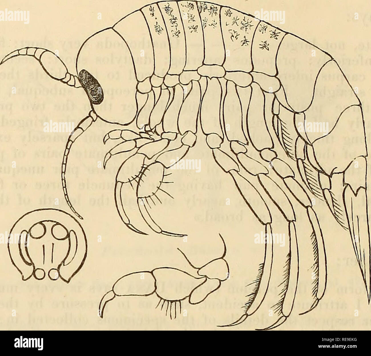 . Contributions to a monograph of the Amphipoda Hyperiidea. Hyperiidea ...