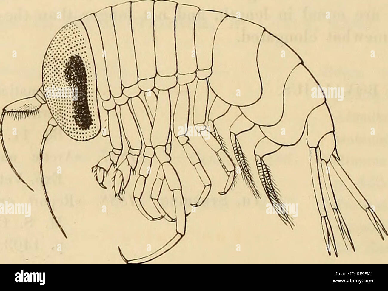 . Contributions to a monograph of the Amphipoda Hyperiidea. Hyperiidea ...