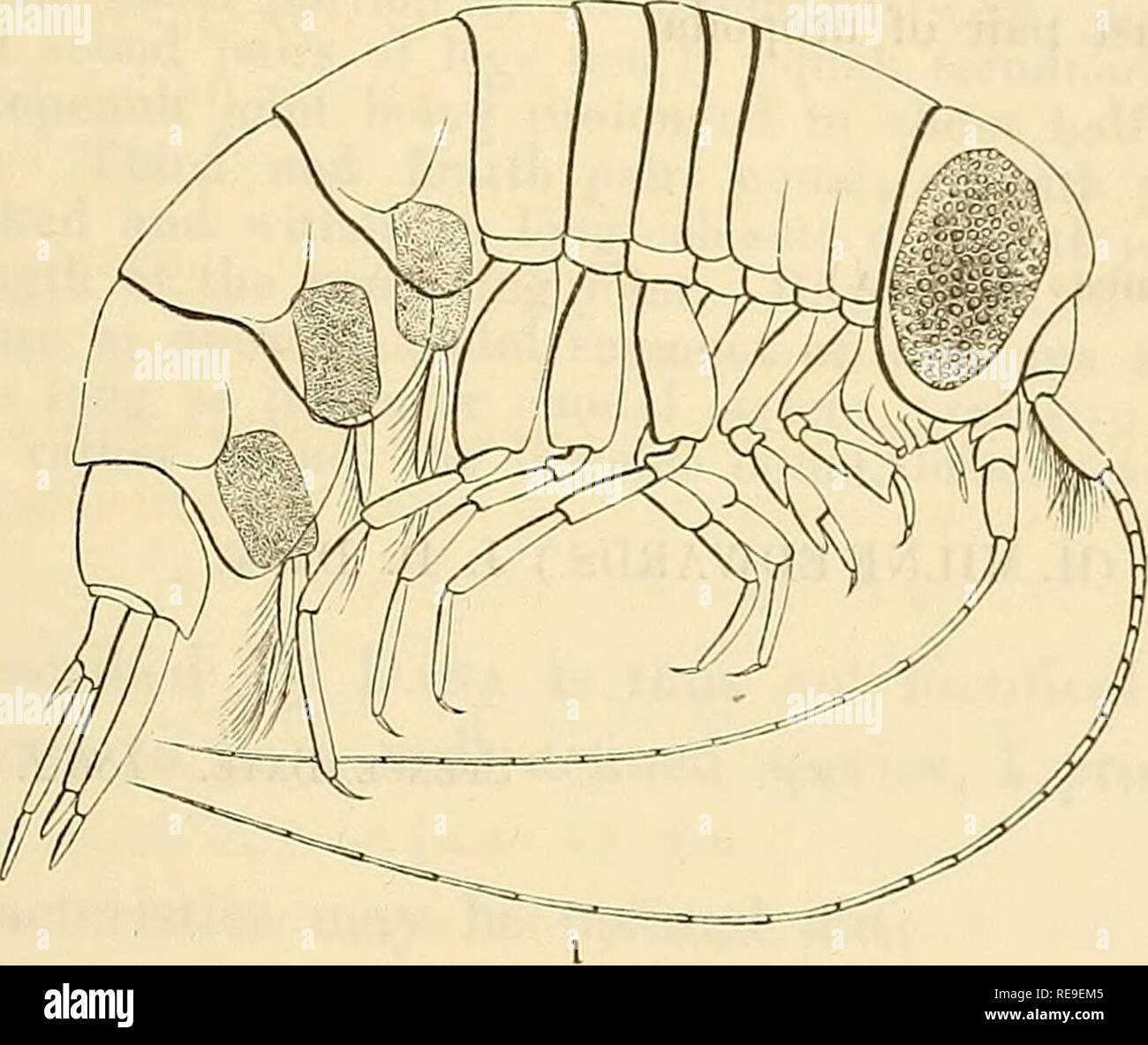 . Contributions to a monograph of the Amphipoda Hyperiidea. Hyperiidea ...