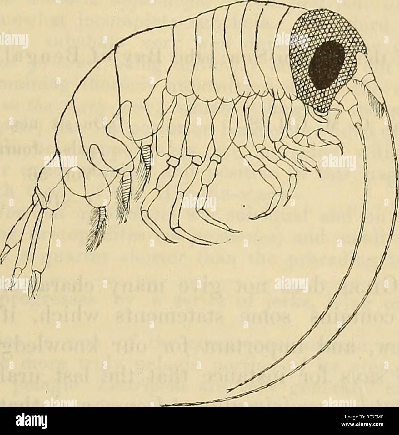 . Contributions to a monograph of the Amphipoda Hyperiidea. Hyperiidea ...