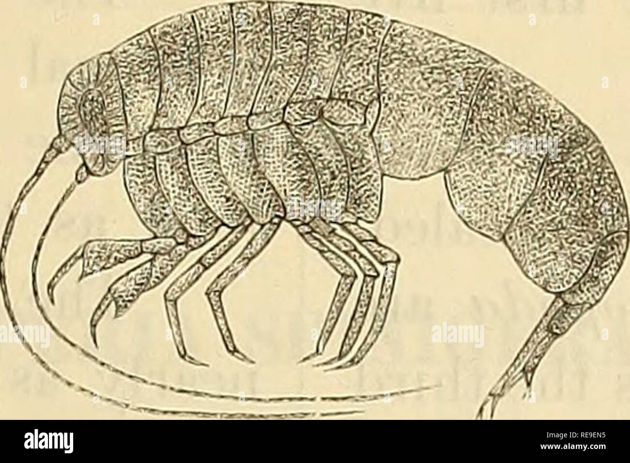 Hyperia sp hi-res stock photography and images - Alamy