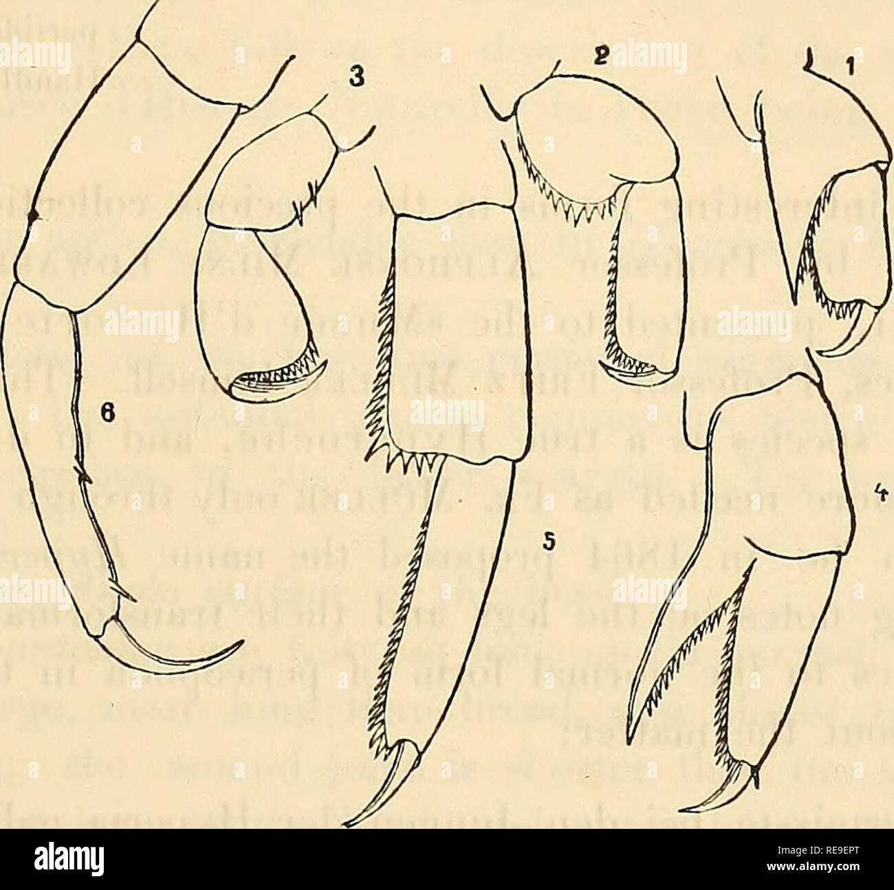 . Contributions to a monograph of the Amphipoda Hyperiidea. Hyperiidea ...