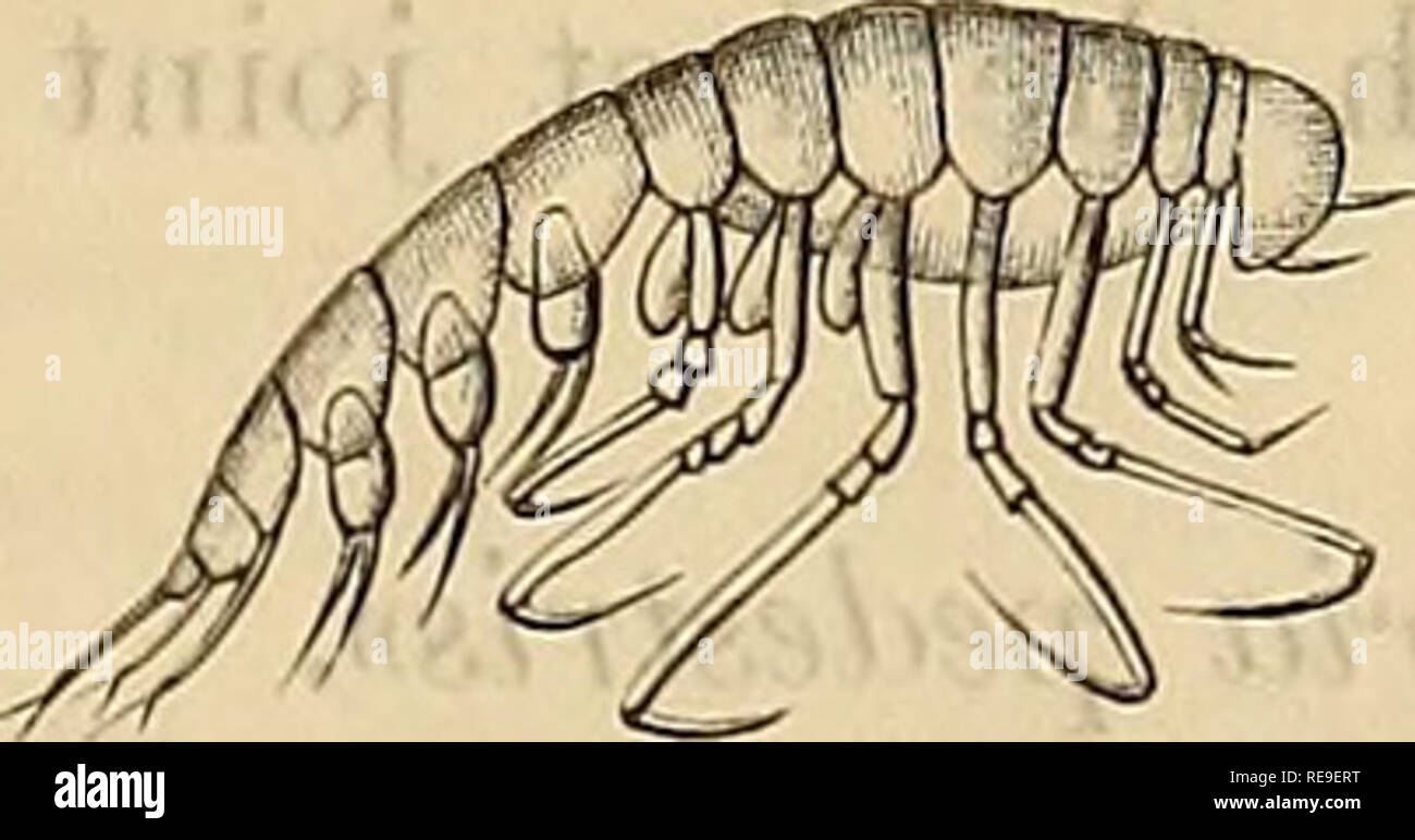 Phronima sp hi-res stock photography and images - Alamy