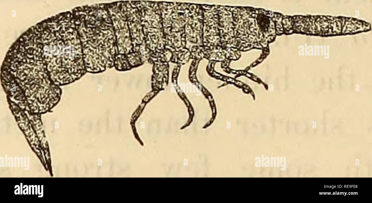 . Contributions to a monograph of the Amphipoda Hyperiidea. Hyperiidea ...