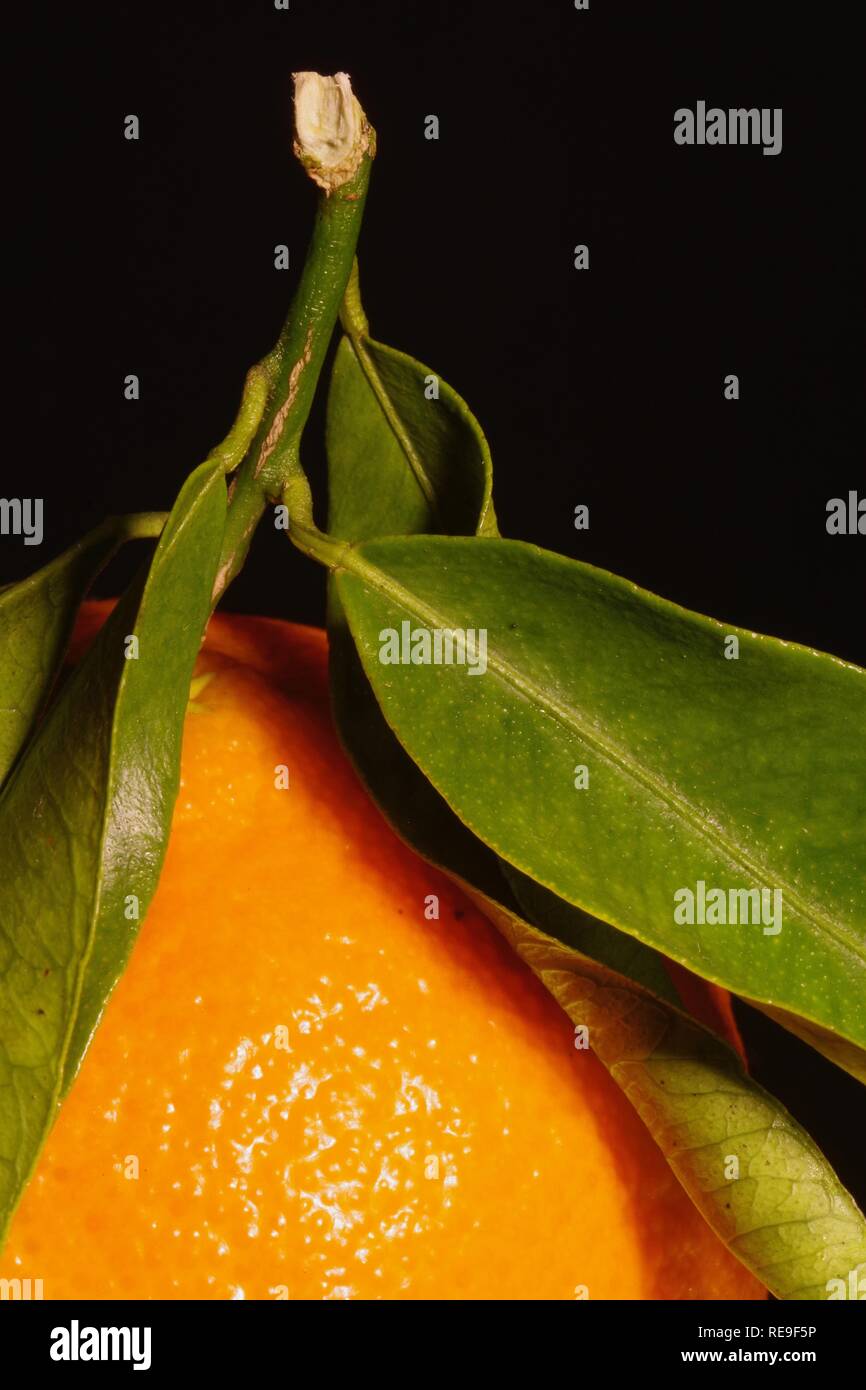 Single Clementine with Leaves (Citrus × clementina). Close Up against a ...
