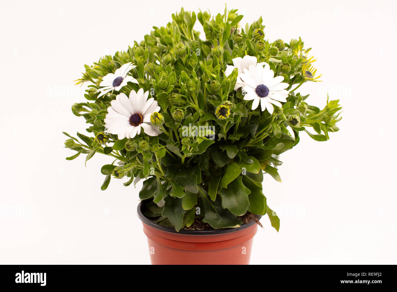Margeriten, Summer Flower Stock Photo - Alamy