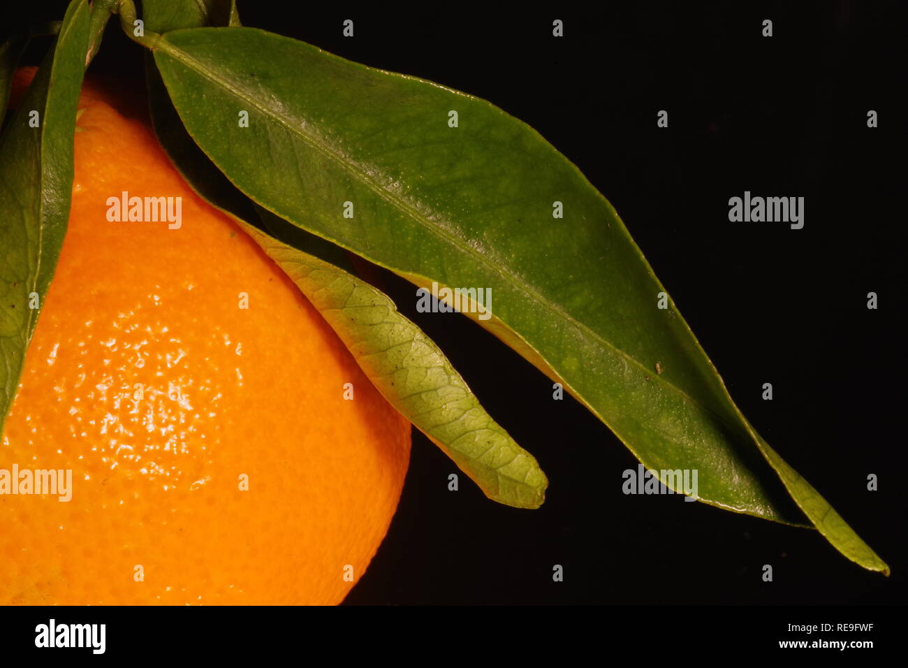 Single Clementine with Leaves (Citrus × clementina). Close Up against a ...