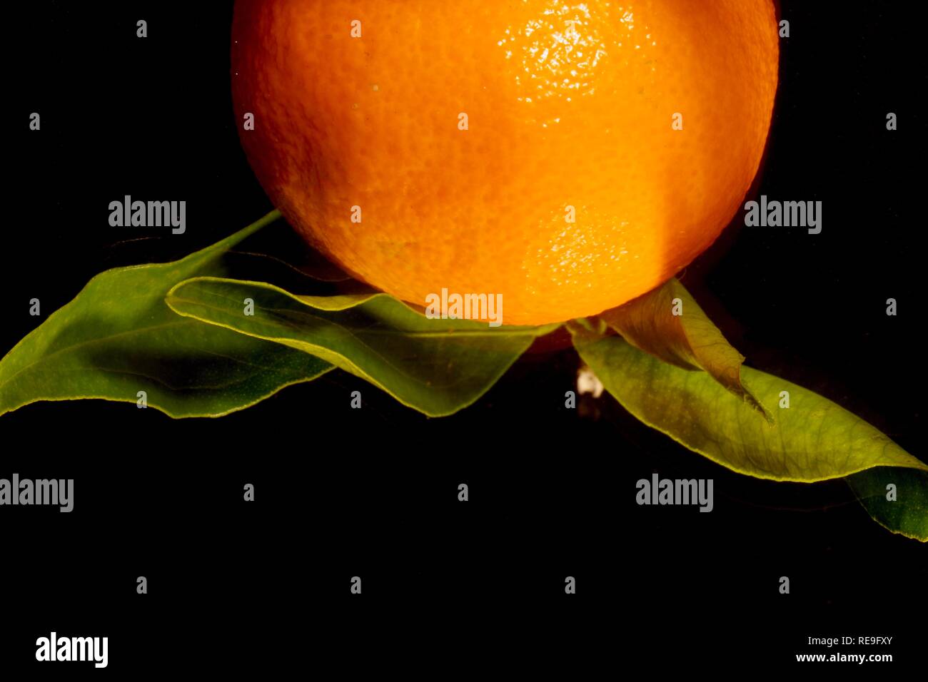 Single Clementine with Leaves (Citrus × clementina). Close Up against a ...