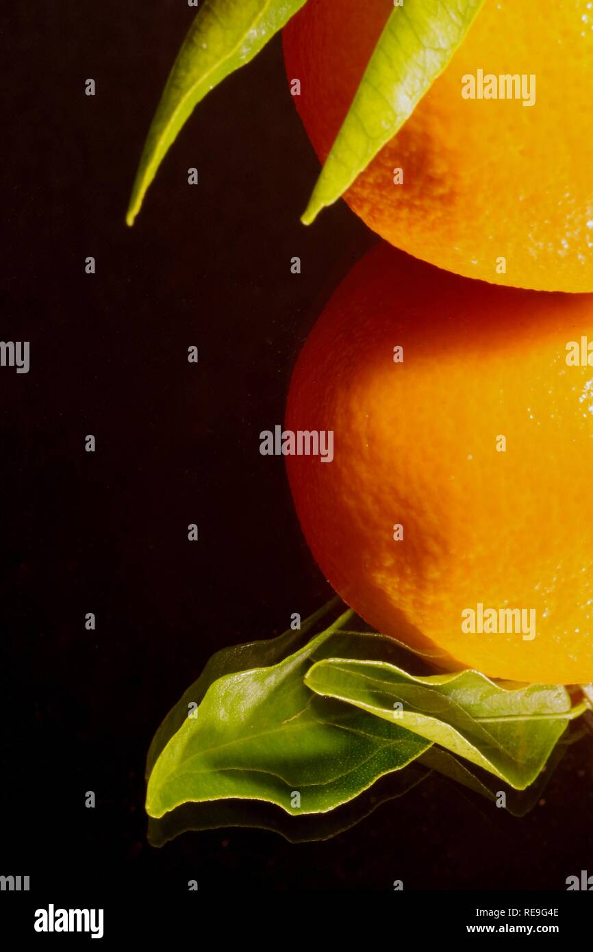 Single Clementine with Leaves (Citrus × clementina). Close Up against a ...