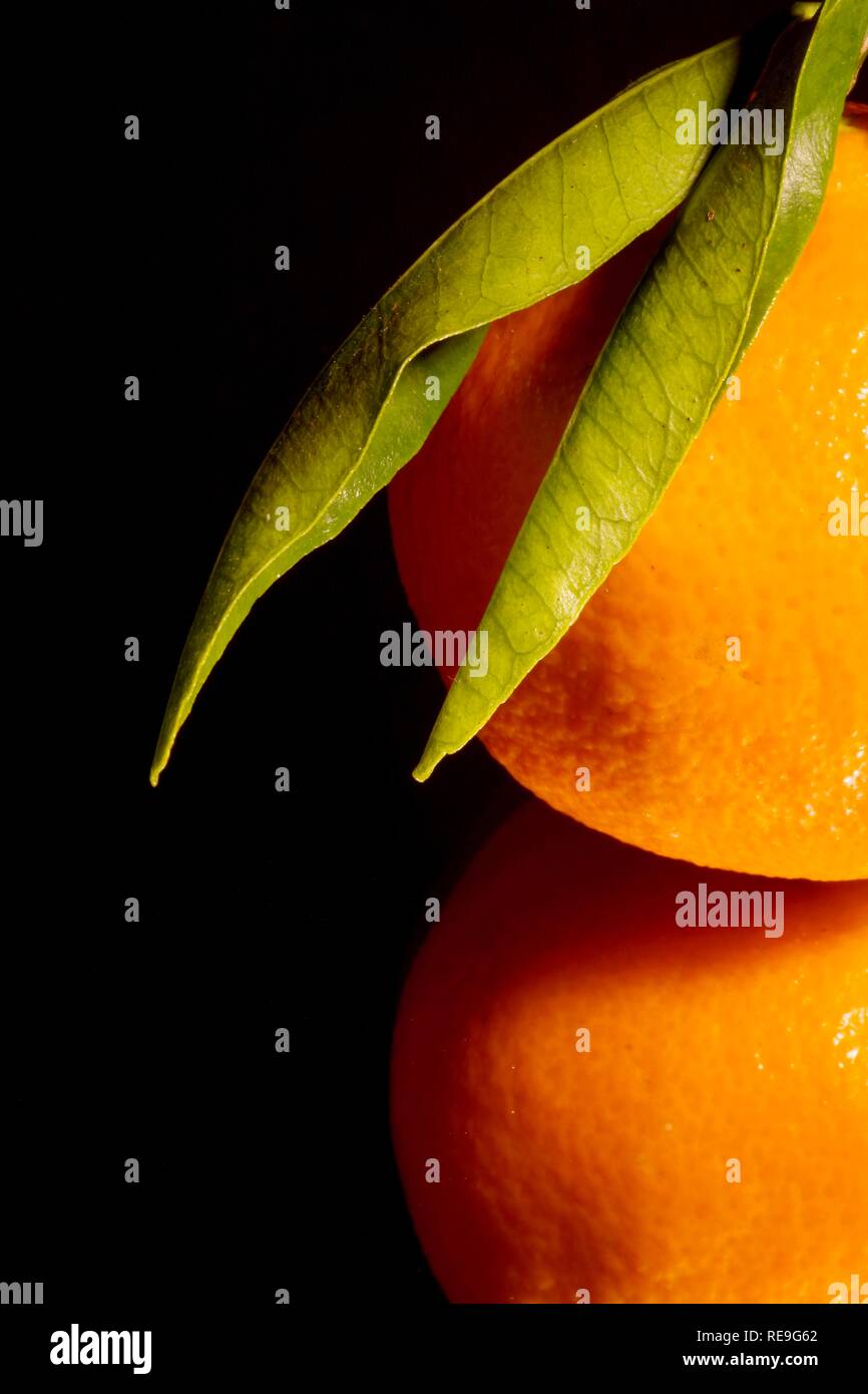 Single Clementine with Leaves (Citrus × clementina). Close Up against a ...