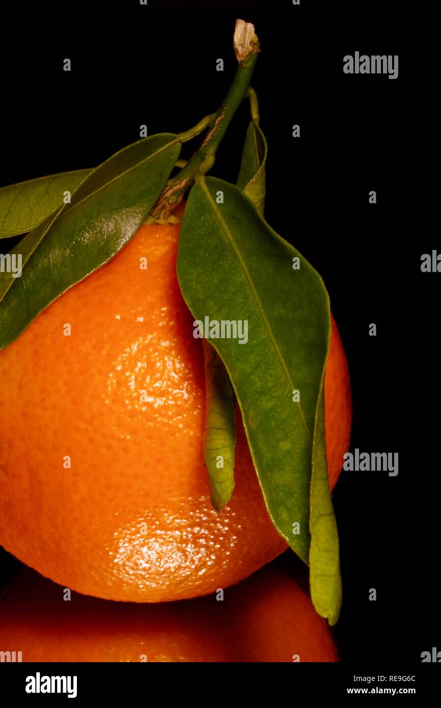 Single Clementine with Leaves (Citrus × clementina). Close Up against a ...