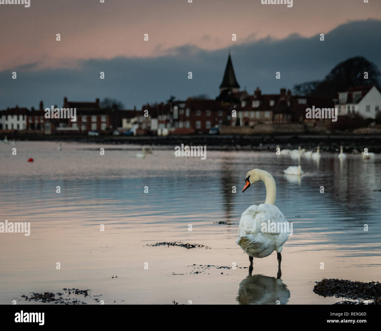 Swans at Bosham quay during sunrise, Bosham, West Sussex, UK Stock ...