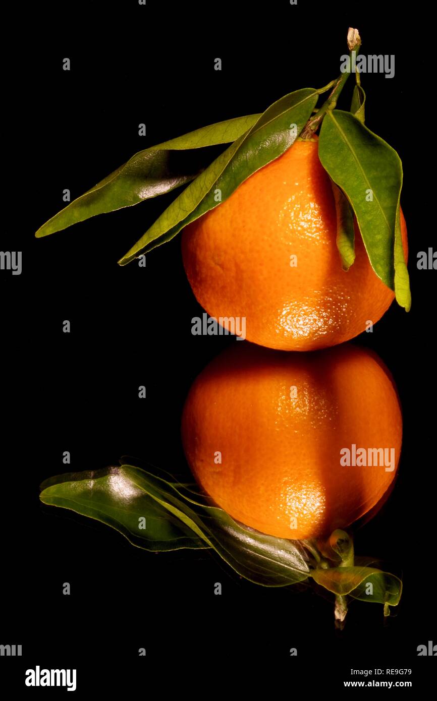 Single Clementine with Leaves (Citrus × clementina). Close Up against a ...