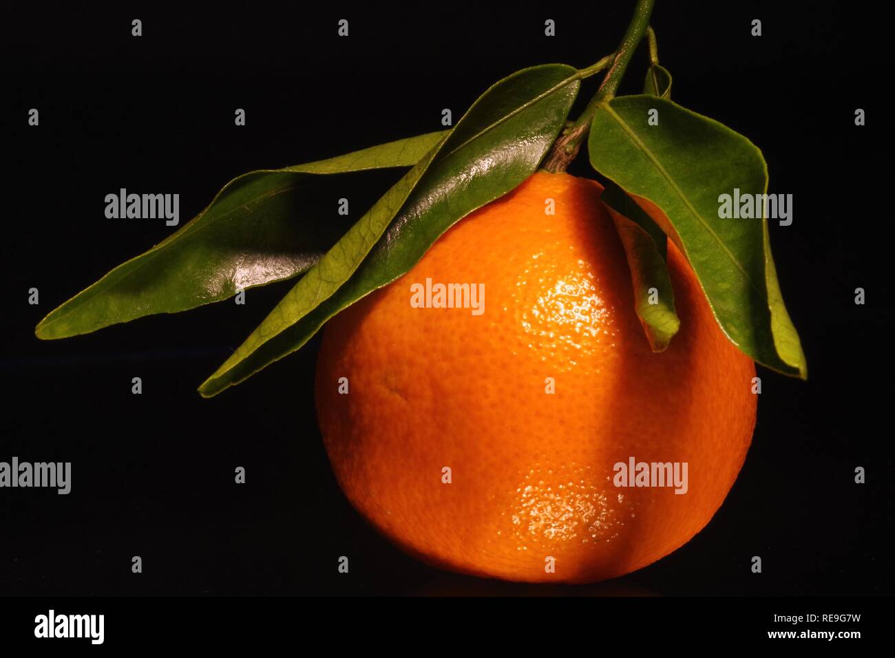 Single Clementine with Leaves (Citrus × clementina). Close Up against a ...