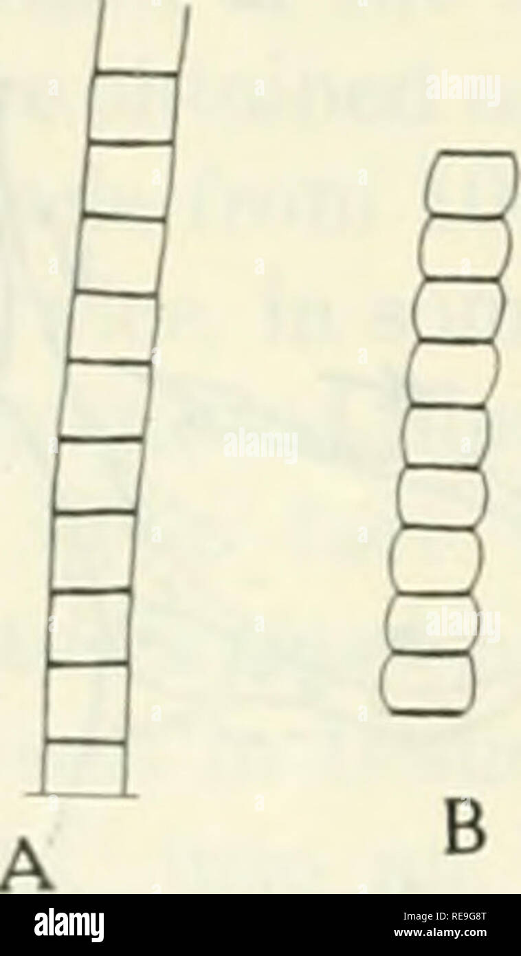 Sarcomere shortening hi-res stock photography and images - Alamy