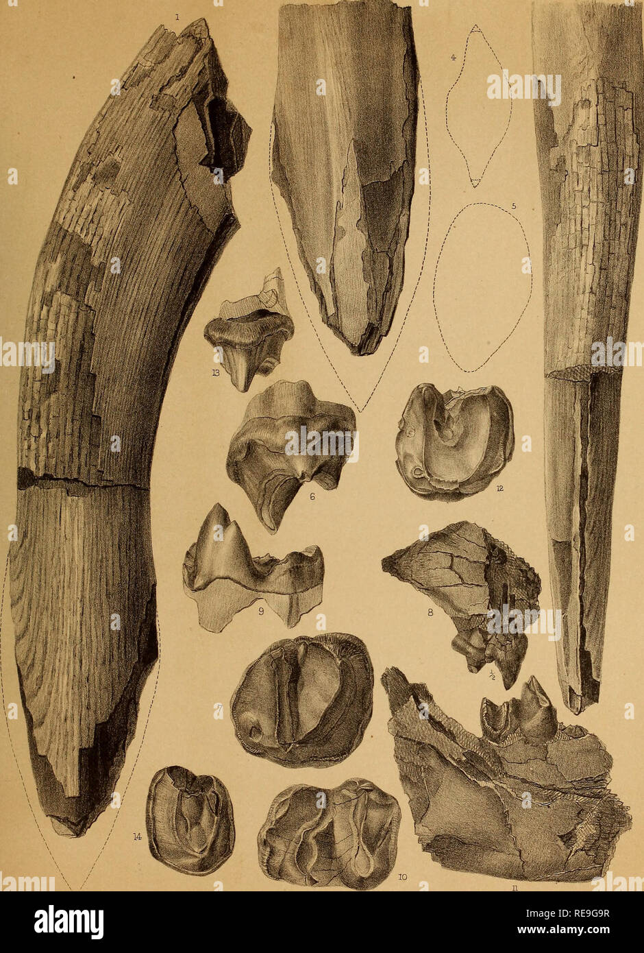 Uintatherium hi-res stock photography and images - Alamy