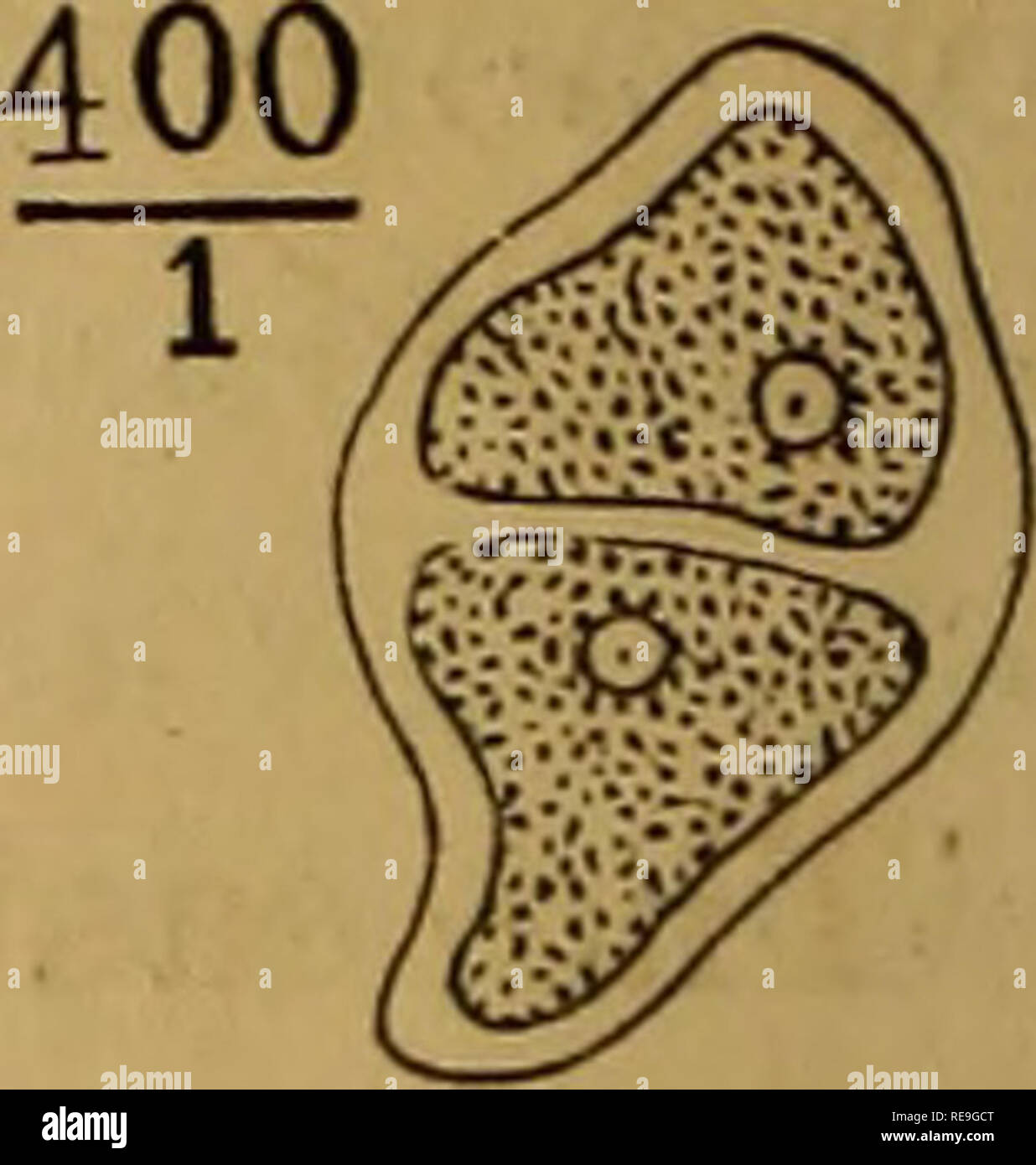 Cyclops quadricornis hi-res stock photography and images - Alamy