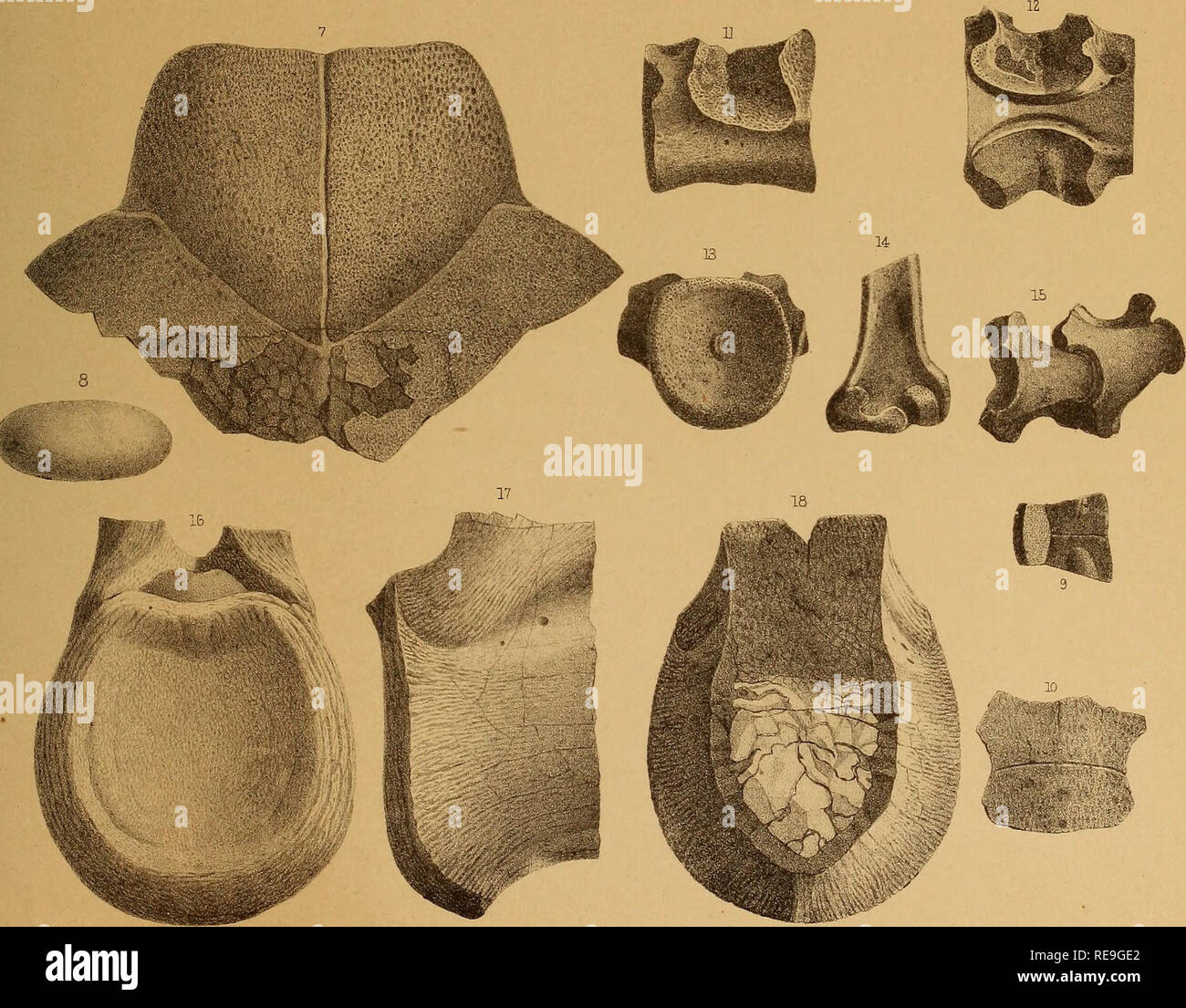 Antrodemus hi-res stock photography and images - Alamy