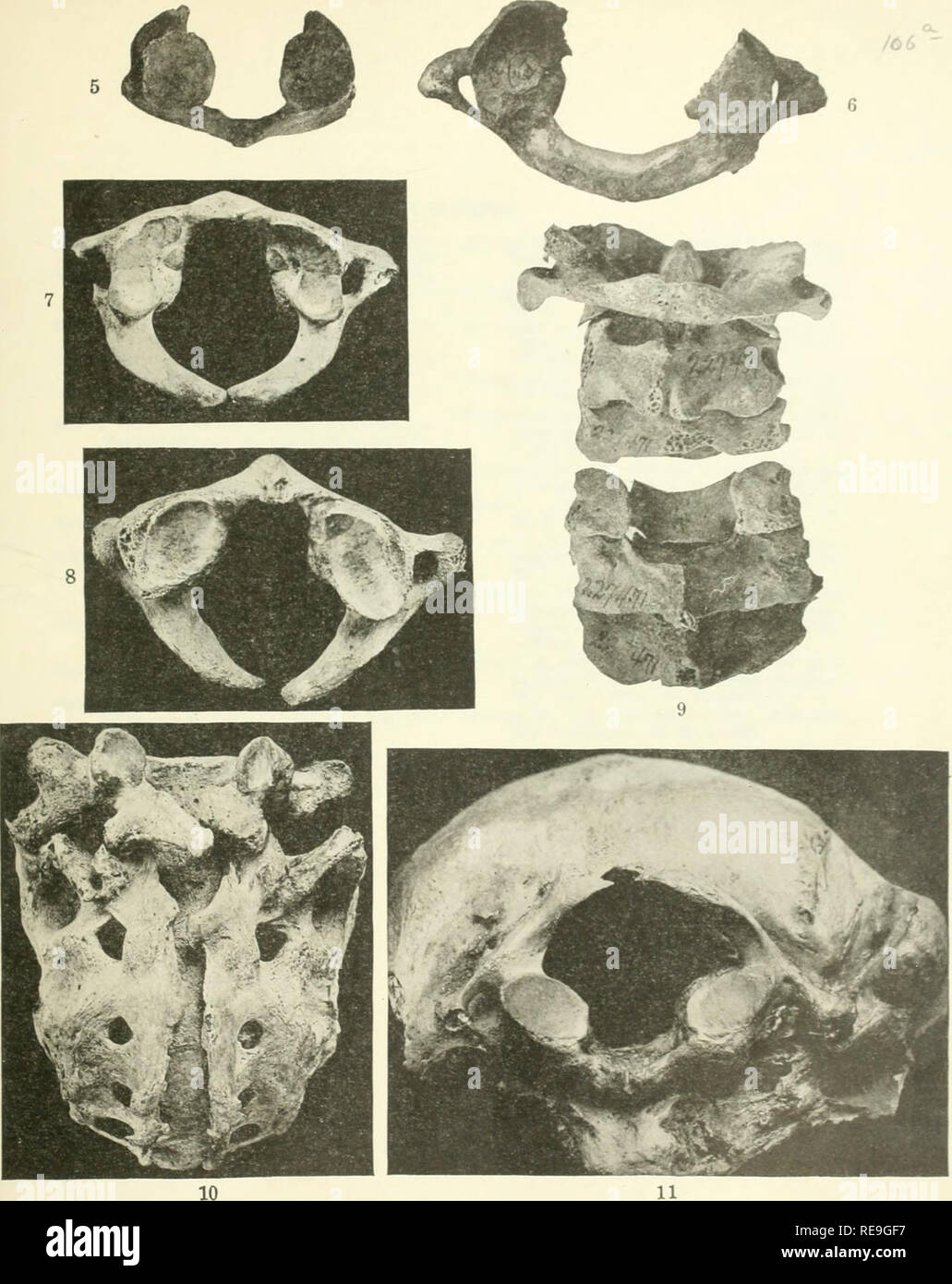 . Contributions to embryology. Embryology. Figs. 5 and 6. Two specimens ...