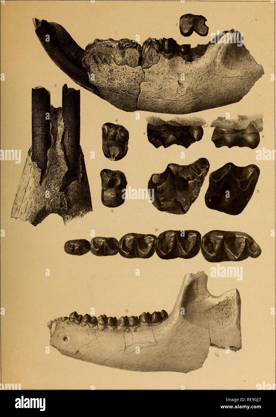 Palaeosyops hi-res stock photography and images - Alamy
