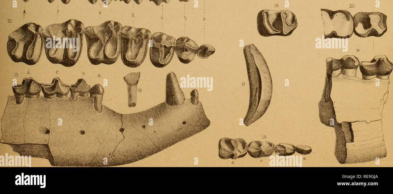 Hyrachyus hi-res stock photography and images - Alamy