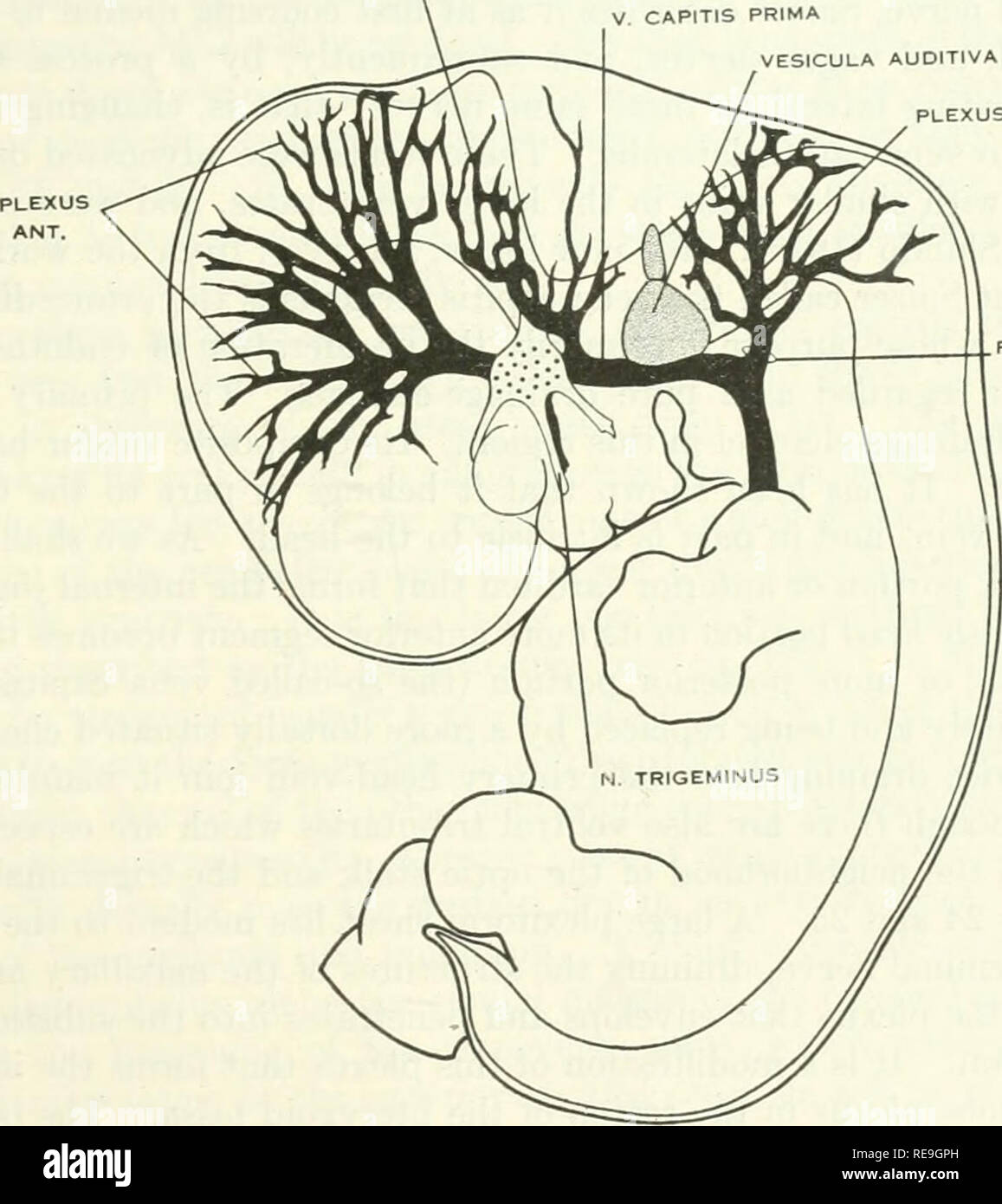 . Contributions to embryology. Embryology. OF THE BRAIN OF THE HUMAN ...