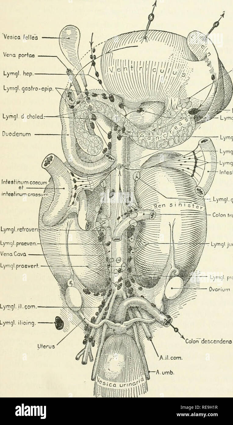. Contributions to embryology. Embryology. FATE OF PRIMARY LYMPH-SACS ...