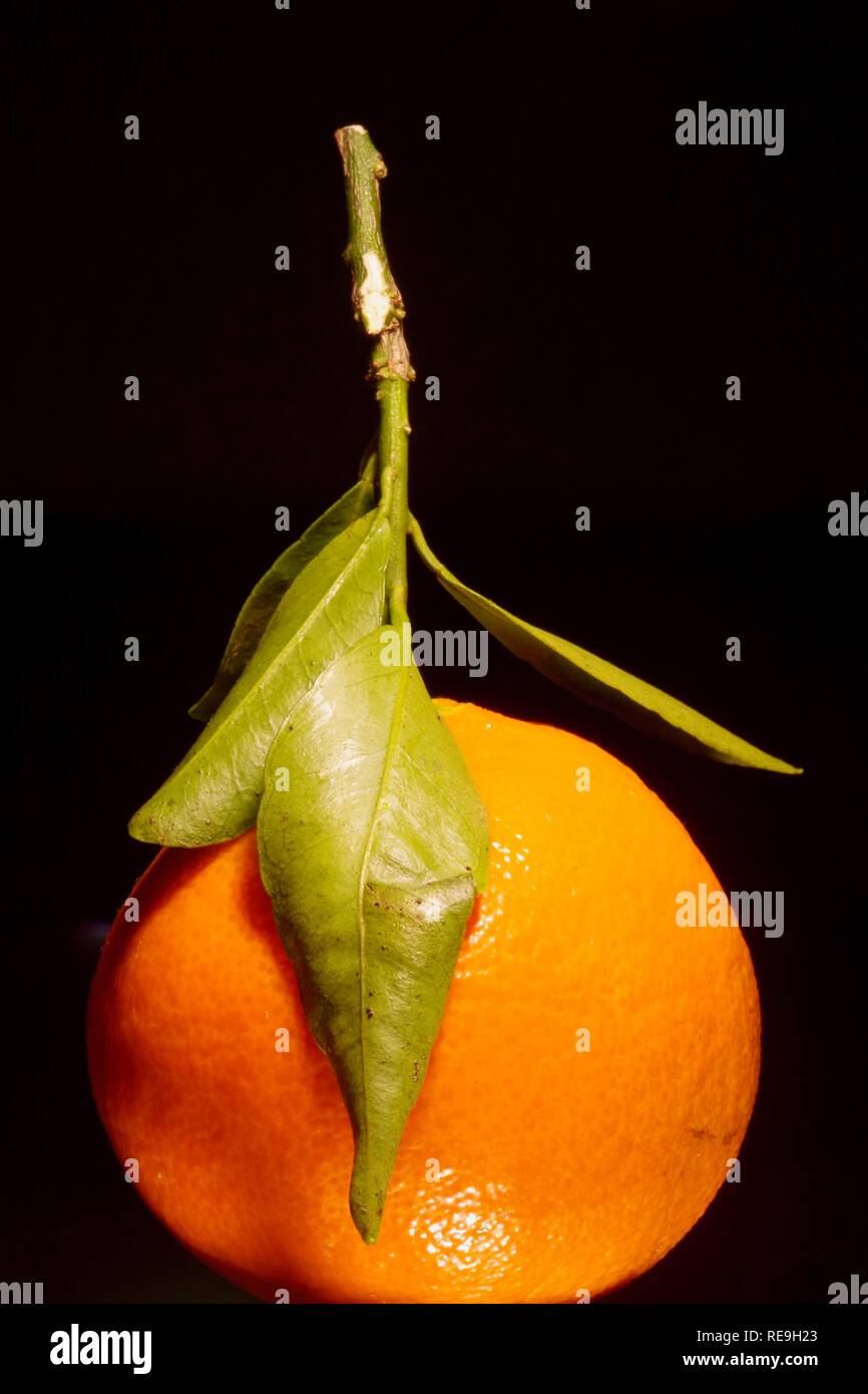 Single Clementine with Leaves (Citrus × clementina). Close Up against a ...