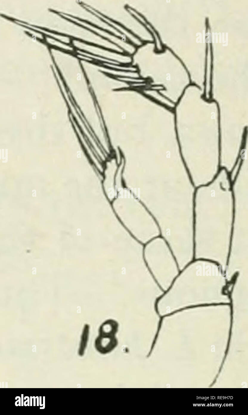 Centropagidae hi-res stock photography and images - Alamy