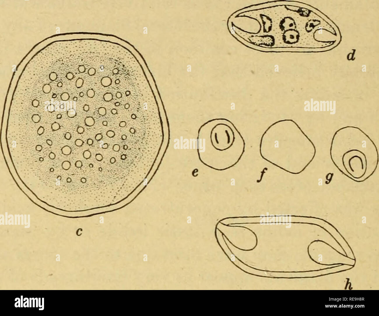 . Contributions to Canadian biology. Marine biology; Natural history ...