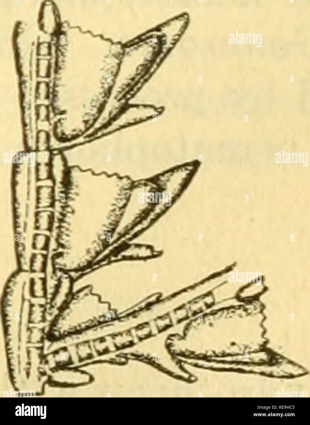 Phylactogonium hi-res stock photography and images - Alamy