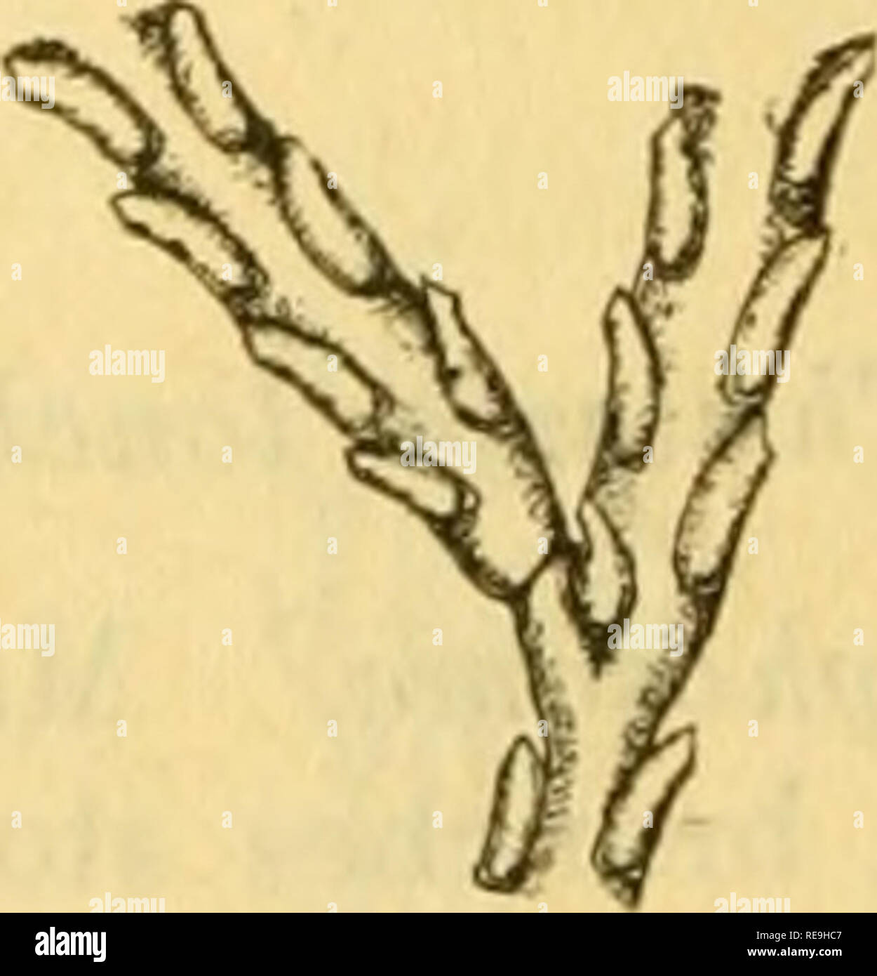 . Contributions to Canadian biology. Marine biology; Natural history ...