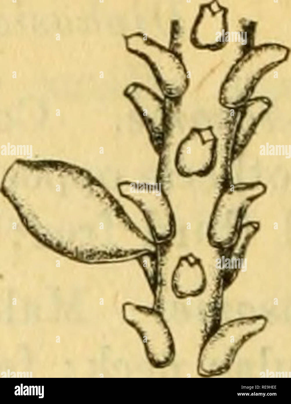 . Contributions to Canadian biology. Marine biology; Natural history ...