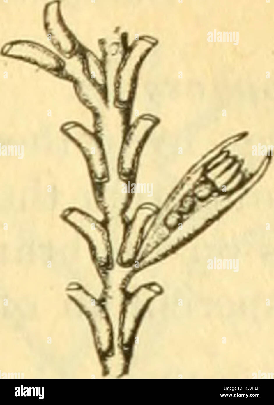 Rosacea Male High Resolution Stock Photography and Images - Alamy