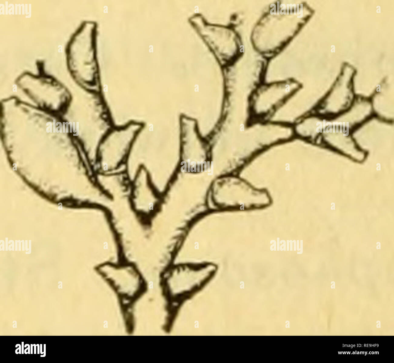 . Contributions to Canadian biology. Marine biology; Natural history ...