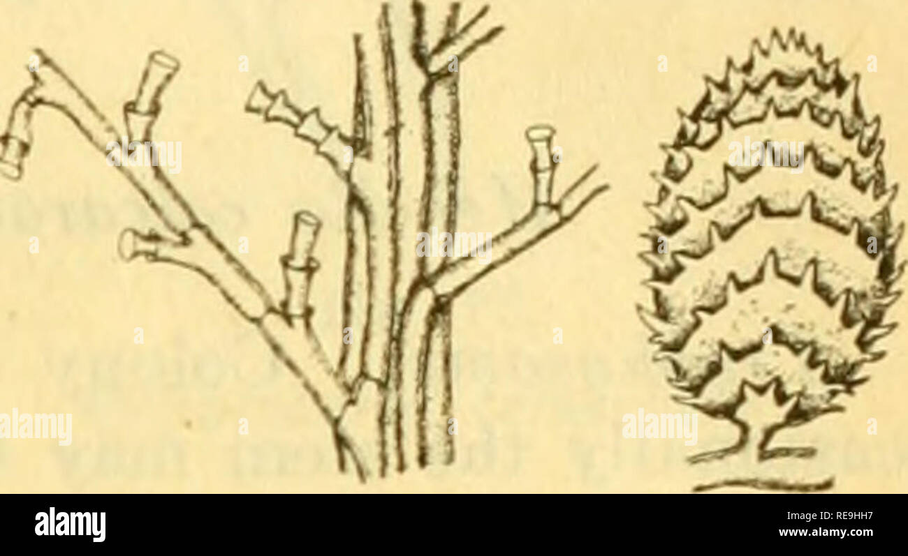 . Contributions to Canadian biology. Marine biology; Natural history ...