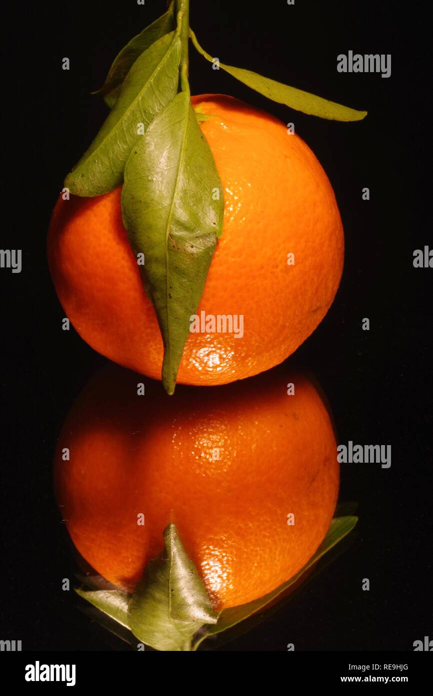 Single Clementine with Leaves (Citrus × clementina). Close Up against a ...