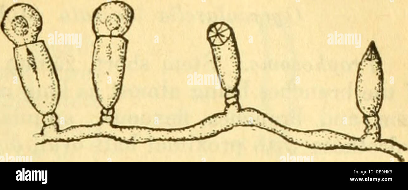 Gonangium hi-res stock photography and images - Alamy