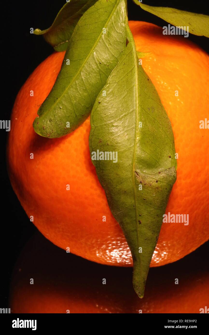 Single Clementine with Leaves (Citrus × clementina). Close Up against a ...